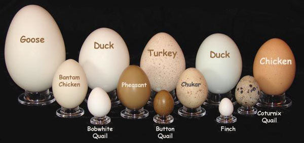 Guinea Hen Eggs – We Use It 2